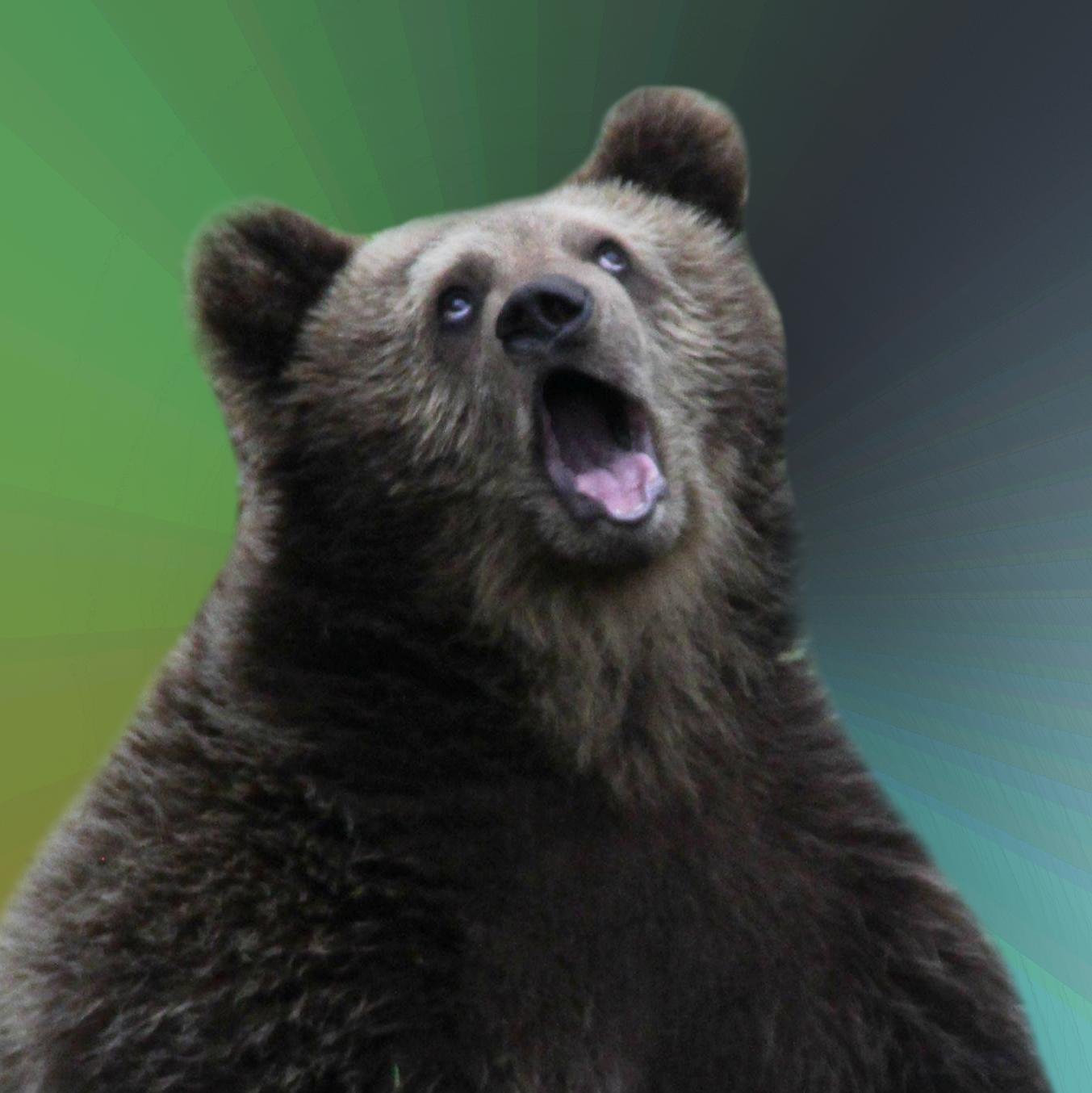 Sarcastic Bear Know Your Meme