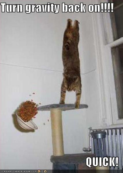 Gravity Cat Know Your Meme