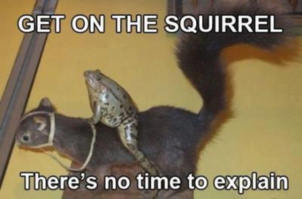 Get on the Squirrel, there is no time to explain | There's No Time To Explain | Know Your Meme