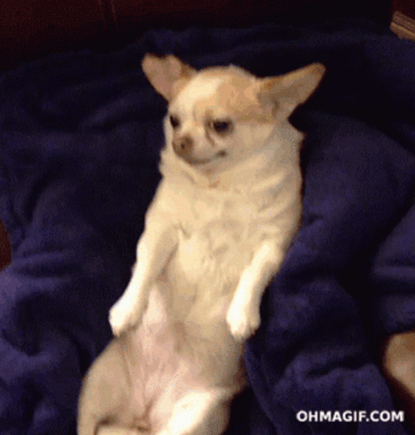 GIF Dogs Know Your Meme gif-dogs-know-your-meme