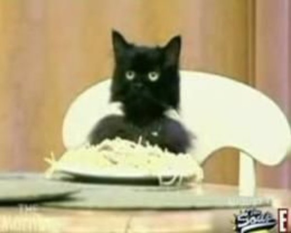 Spaghetti Cat | Know Your Meme