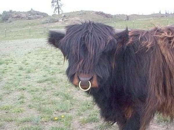 Septum Piercing Aka: Toro Ring | Know Your Meme