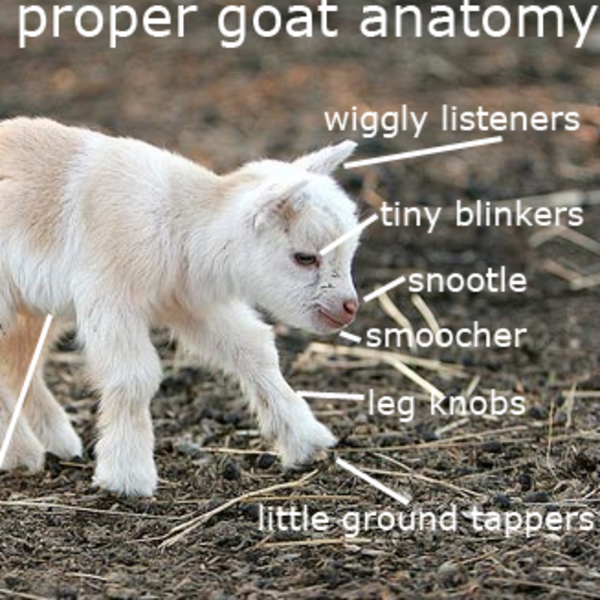 Proper Goat Anatomy Memes