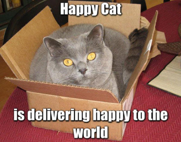 [Image - 18041] | Happy Cat | Know Your Meme