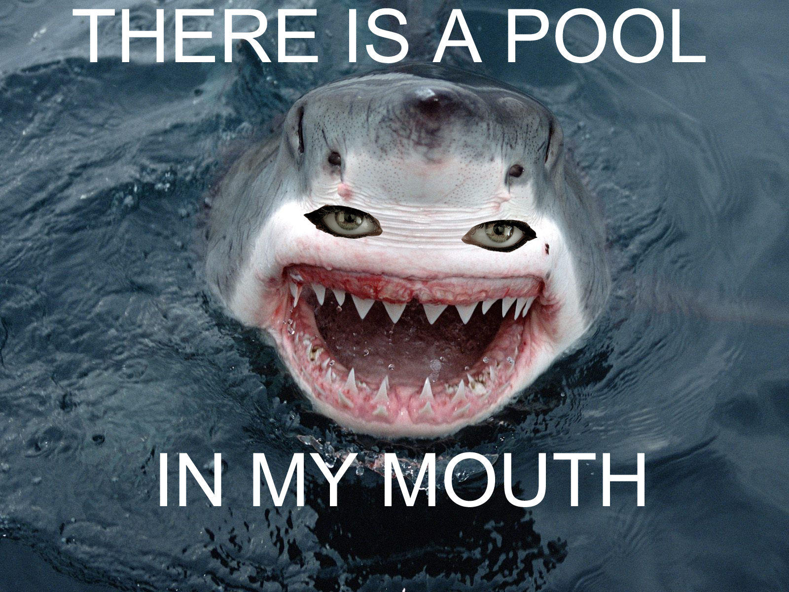 [Image - 97920] | Shark face | Know Your Meme