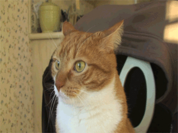 Dramatic Cat 2013 GIF | Mylo the Cat | Know Your Meme