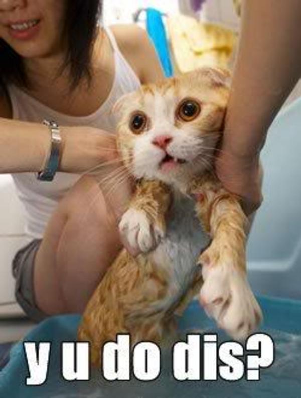 [Image - 547532] | Y U Do Dis? | Know Your Meme