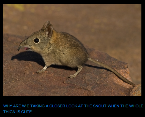 WHY ARE W E TAKING A CLOSER LOOK AT THE SNOUT WHEN THE WHOLE THIGN IS ...