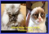 Colonel Meow Meme