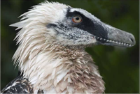 SCP-1936 - Daleport (Pangloss & He Who Walks Beneath Dreams) | SCP ...