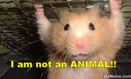 Angry Hamster | Know Your Meme