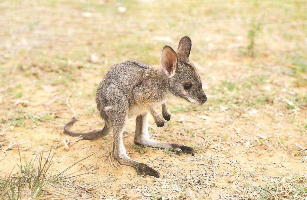 Baby Kangaroo | Cute Animals | Know Your Meme