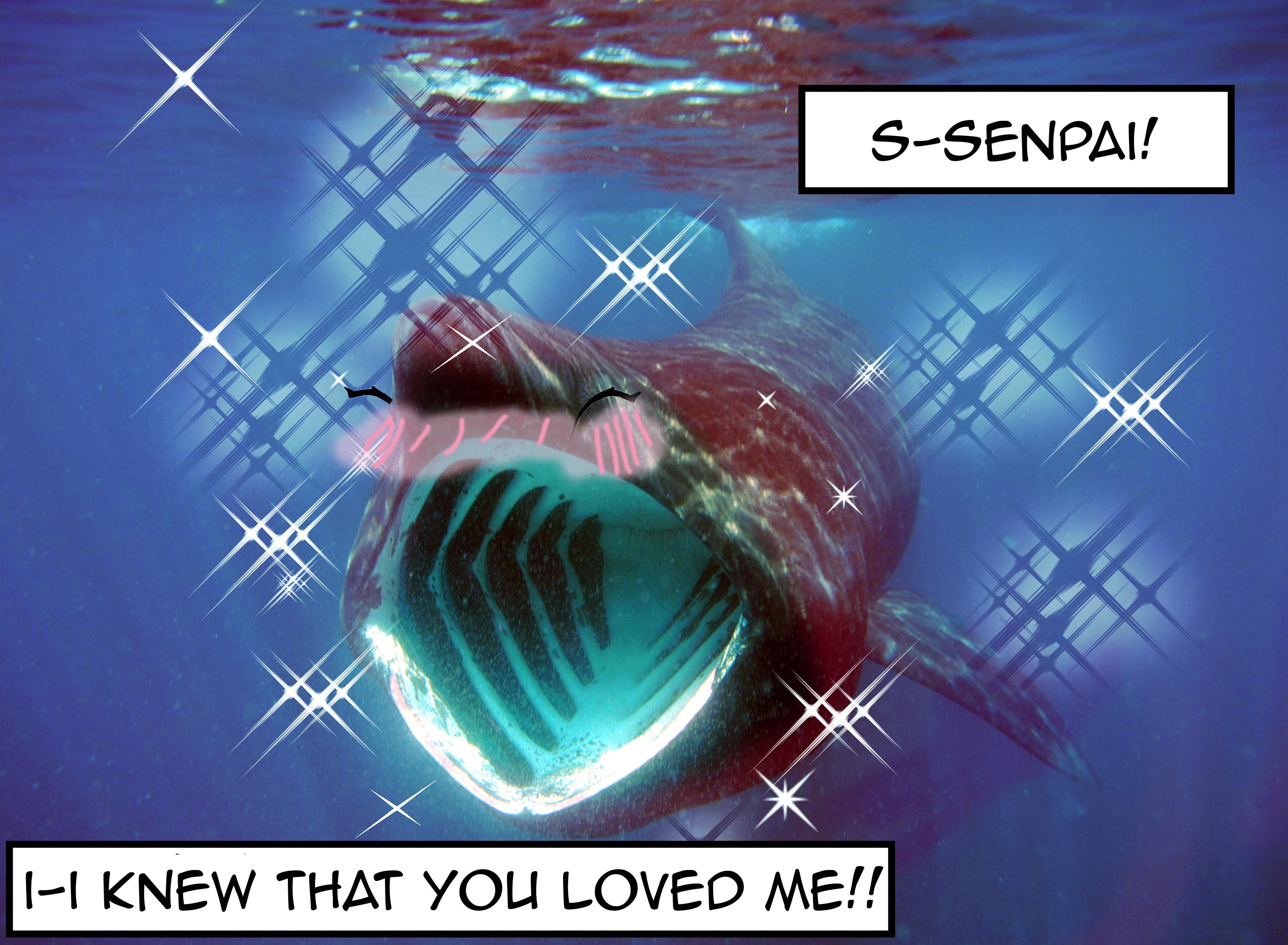 TFW Senpai reciprocates | Tsundere Sharks | Know Your Meme