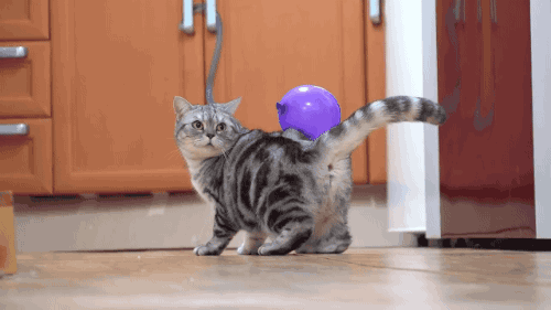 Balloon Cat Memes